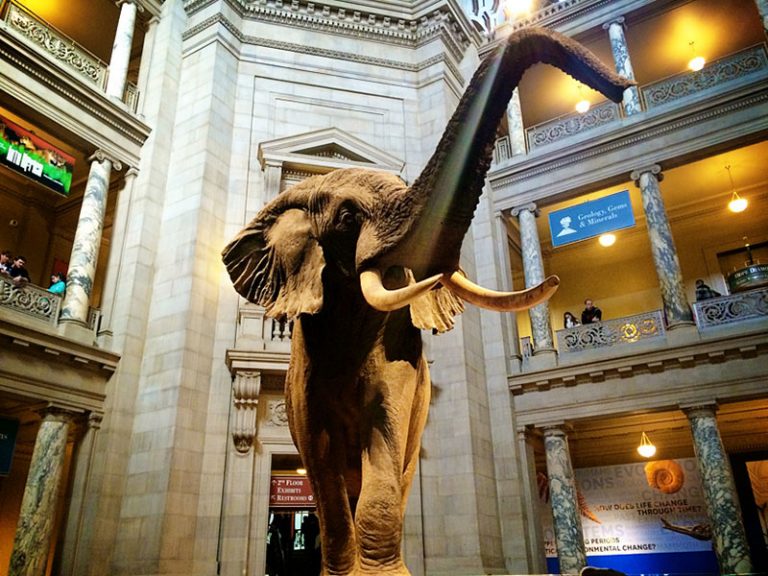 6 Best Museums for Kids in DC That Parents Will Love, Too