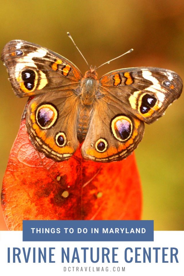 Discover Native Maryland Wildlife at Irvine Nature Center