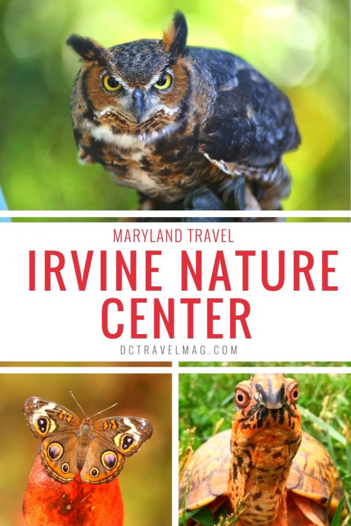 Discover Native Maryland Wildlife at Irvine Nature Center