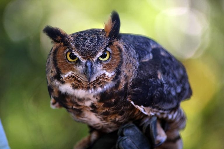 Discover Native Maryland Wildlife at Irvine Nature Center