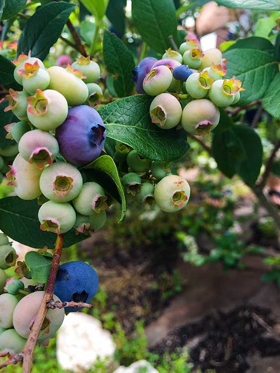 When & Where to Pick Maryland Blueberries: A Season Guide