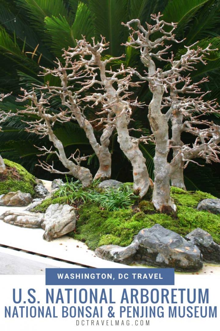 Quick Guide to the National Bonsai and Penjing Museum in D.C.