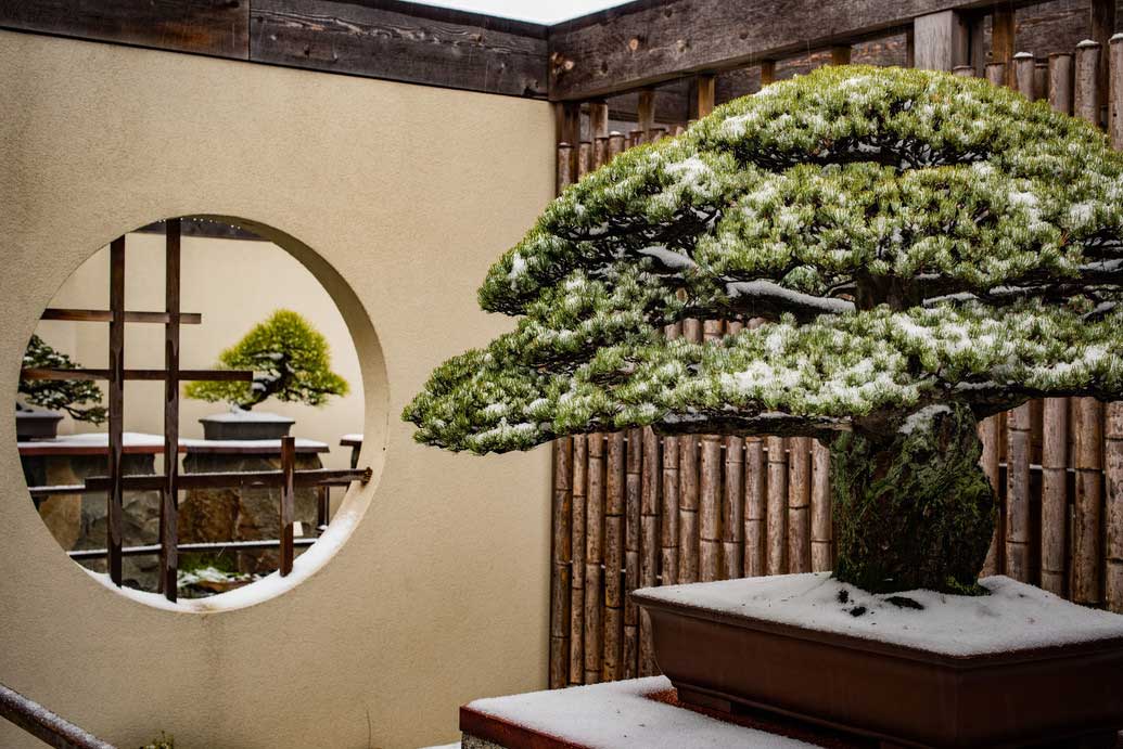 Quick Guide to the National Bonsai and Penjing Museum in D.C.