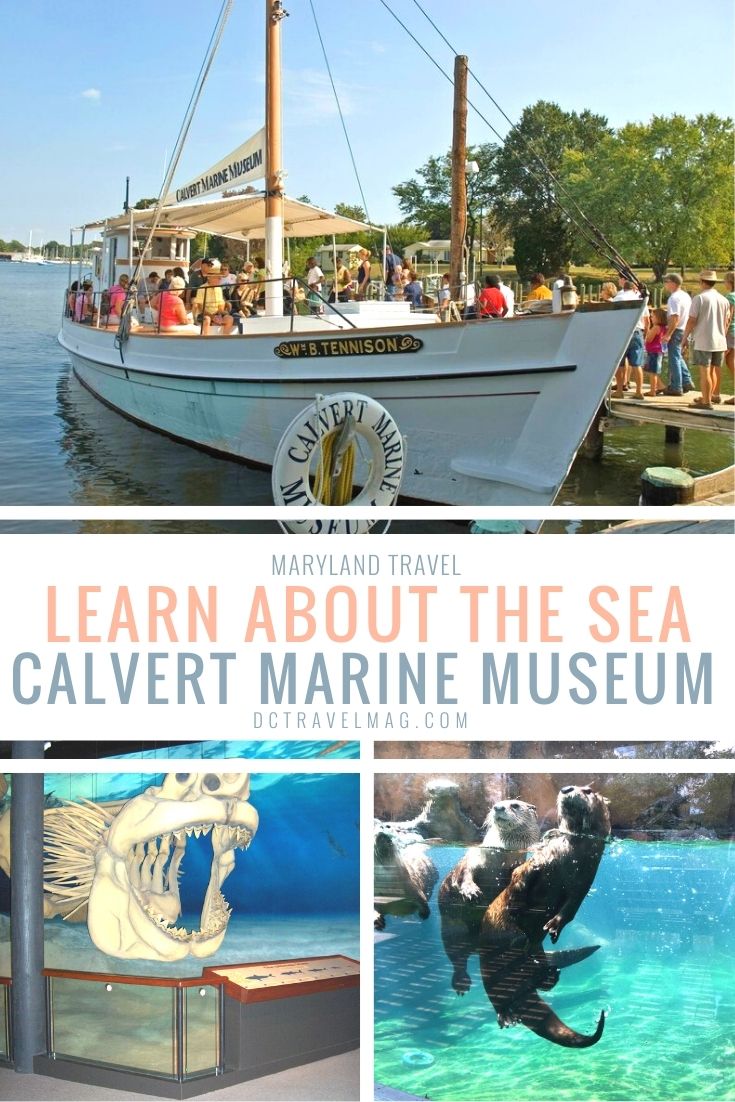 Discover the Calvert Marine Museum: Uncover the Wonders of the ...