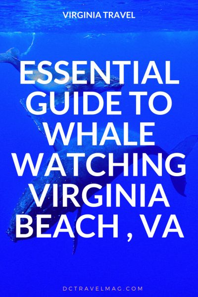 10 Unforgettable Whale Watching Tours in Virginia Beach
