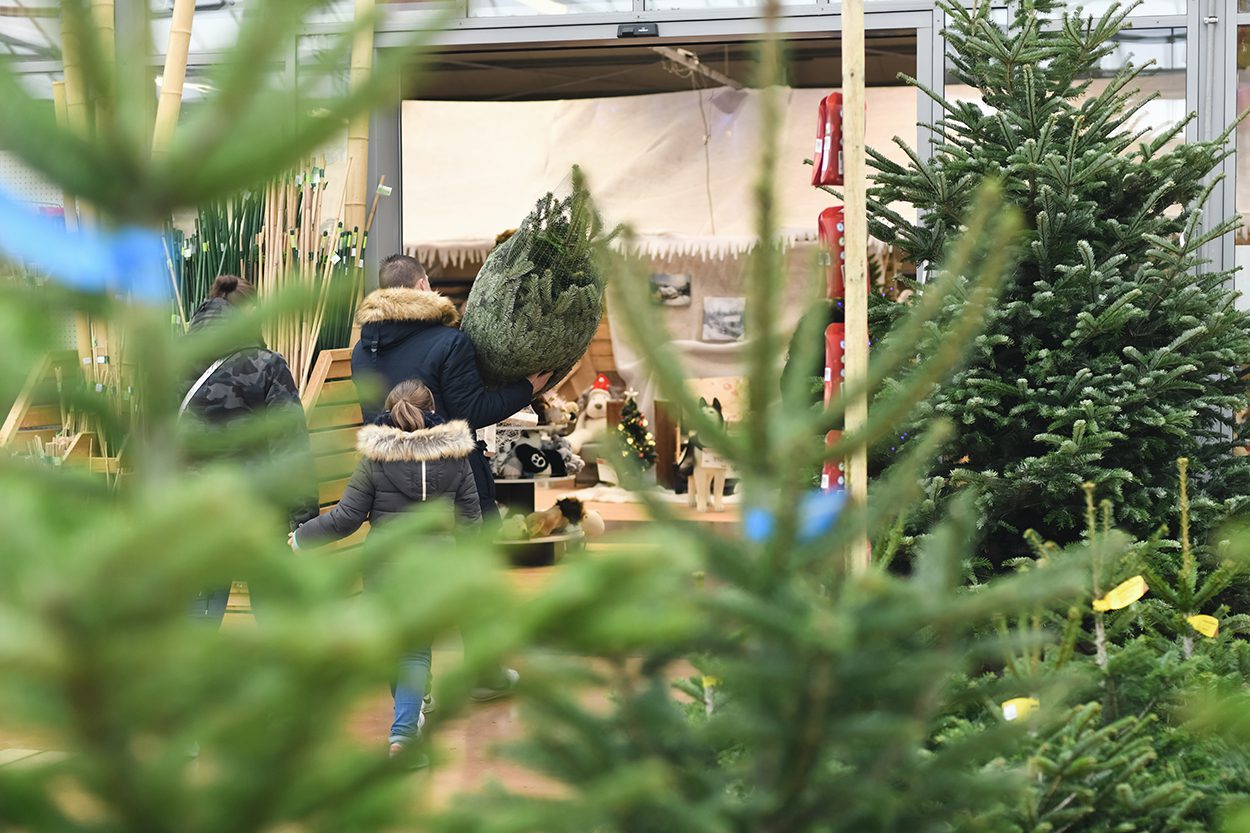 25+ Wonderful Cut Your Own Christmas Tree Farms In Virginia