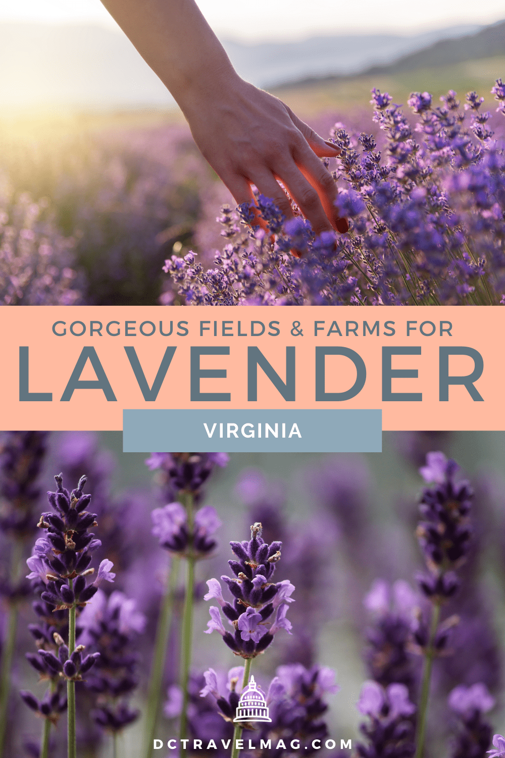 Discover 10 Beautiful U-Pick Lavender Farms in Virginia