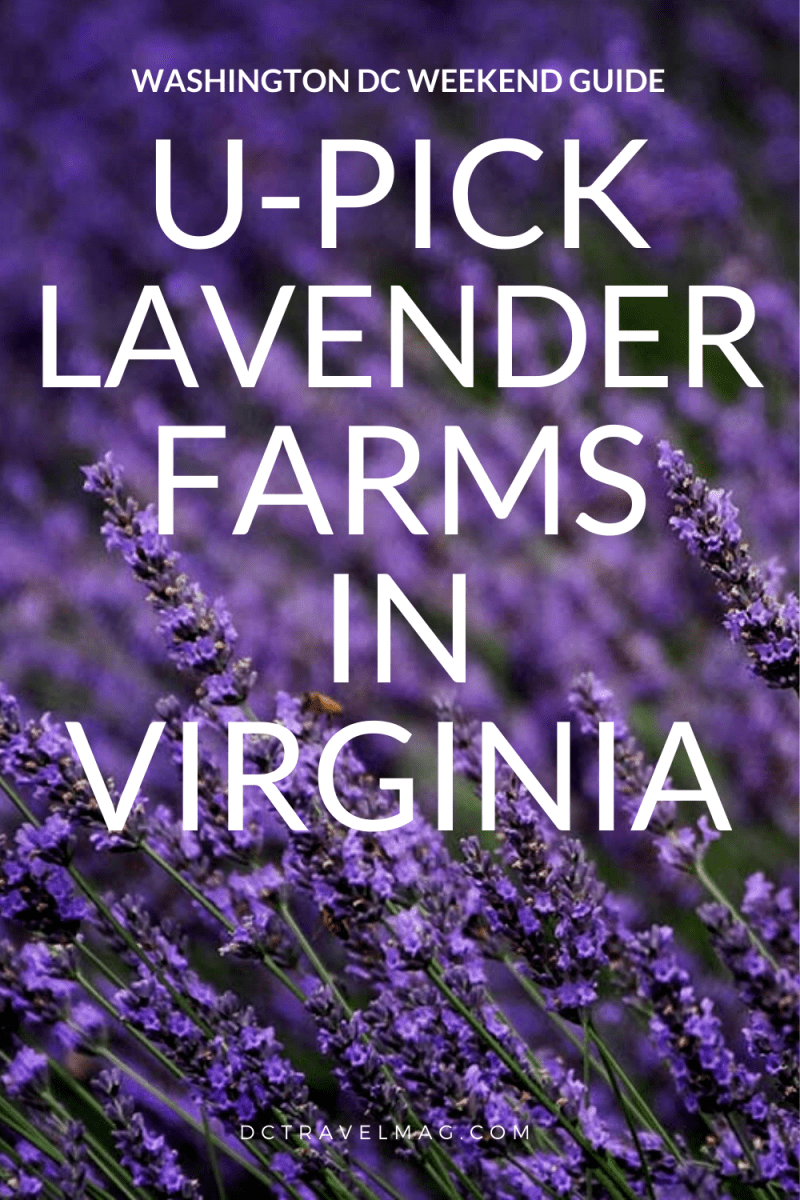 Discover 10 Beautiful U-Pick Lavender Farms in Virginia