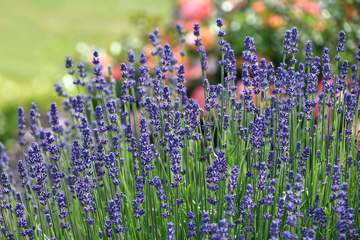 Discover 10 Beautiful U-Pick Lavender Farms in Virginia