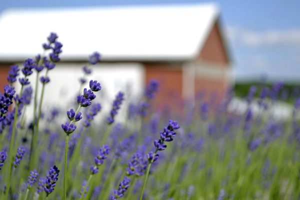 50 Extraordinary Things to do in Virginia in the Spring