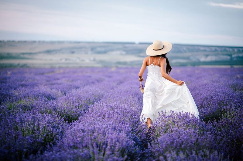Discover 10 Beautiful U-Pick Lavender Farms in Virginia