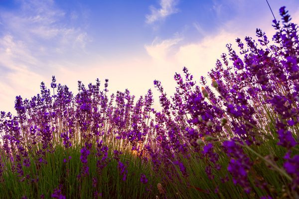 Discover 10 Beautiful U-Pick Lavender Farms in Virginia
