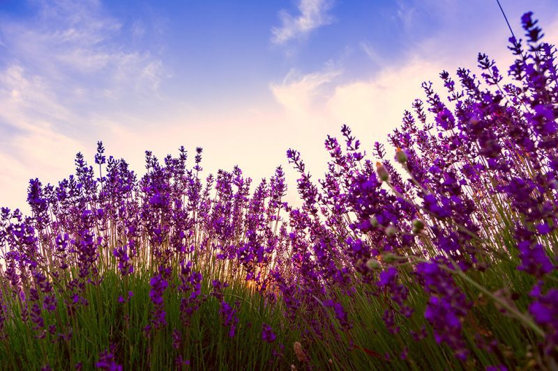 Discover 10 Beautiful U-Pick Lavender Farms in Virginia