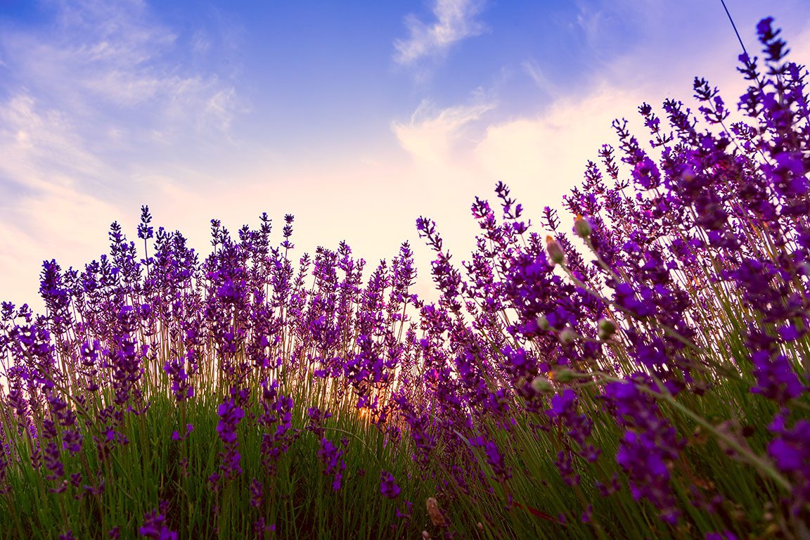 Discover 10 Beautiful U-Pick Lavender Farms in Virginia