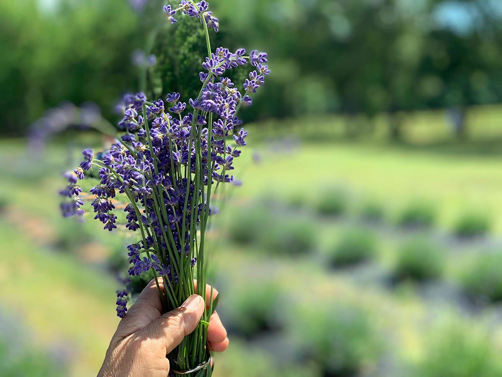 Discover 10 Beautiful U-Pick Lavender Farms in Virginia