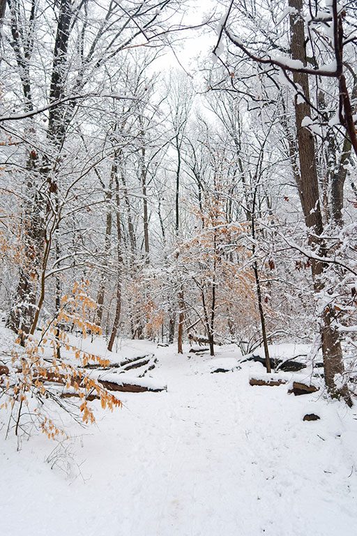 15 Exciting Washington DC Snow Activities to Enjoy in DC!