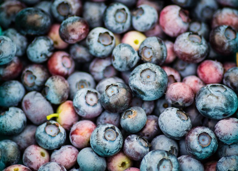 Virginia Blueberries: A Guide to Picking Your Own