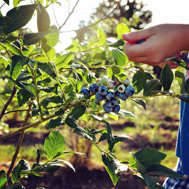 Virginia Blueberries: A Guide to Picking Your Own
