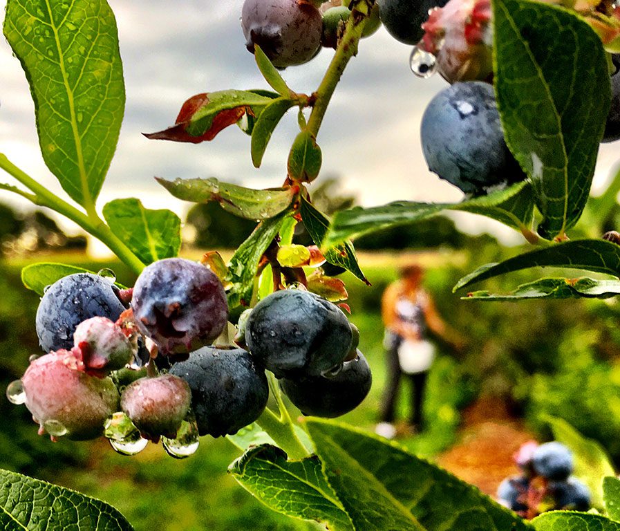 Virginia Blueberries: A Guide to Picking Your Own