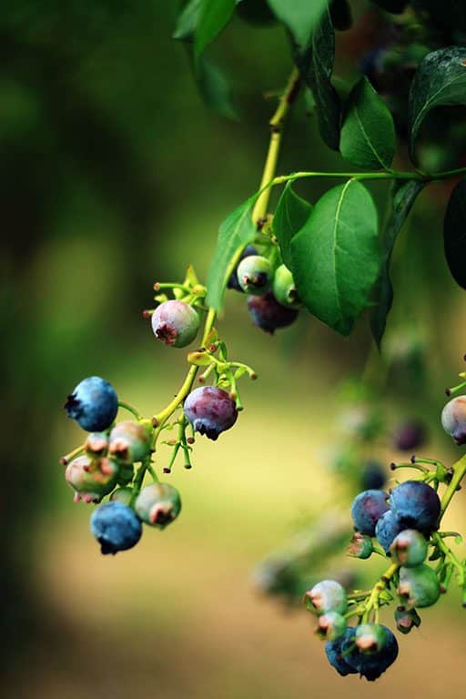 Virginia Blueberries: A Guide to Picking Your Own