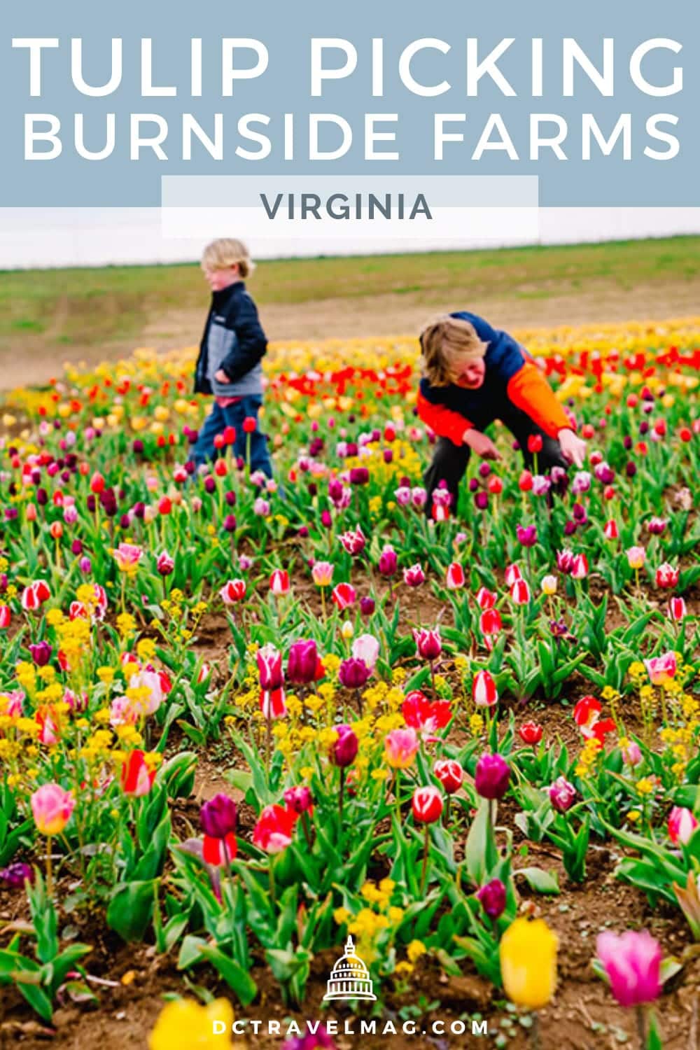 How To Pick Your Own Brilliant Tulips at Burnside Farms