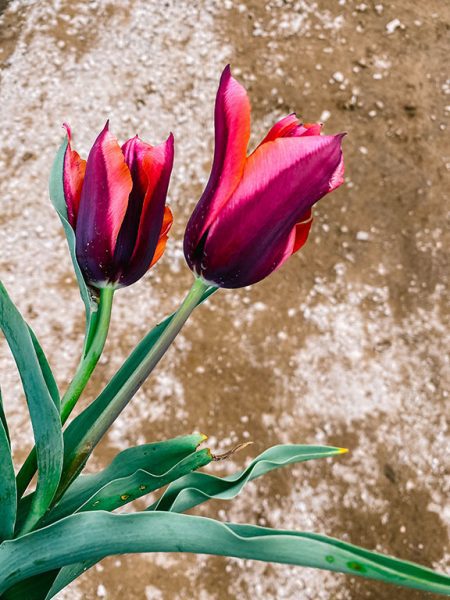 How To Pick Your Own Brilliant Tulips at Burnside Farms