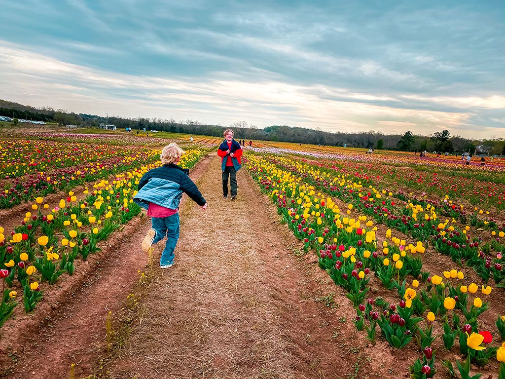 How To Pick Your Own Brilliant Tulips at Burnside Farms