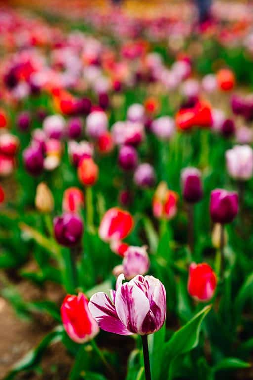 How To Pick Your Own Brilliant Tulips at Burnside Farms