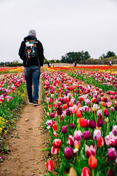 How To Pick Your Own Brilliant Tulips at Burnside Farms