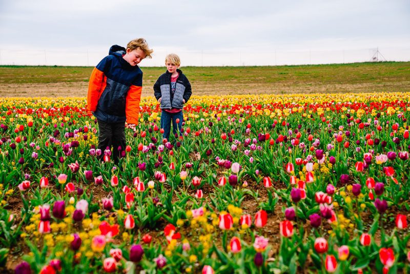 How To Pick Your Own Brilliant Tulips at Burnside Farms