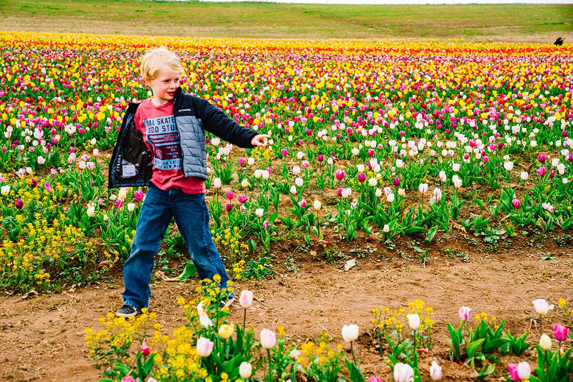 How To Pick Your Own Brilliant Tulips at Burnside Farms