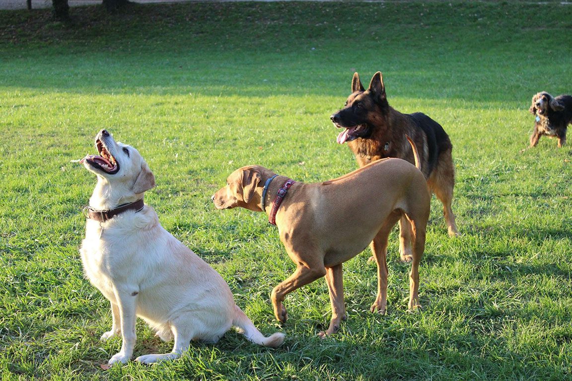 15 Playful Virginia Beach Dog Parks & Dog-Friendly Trails