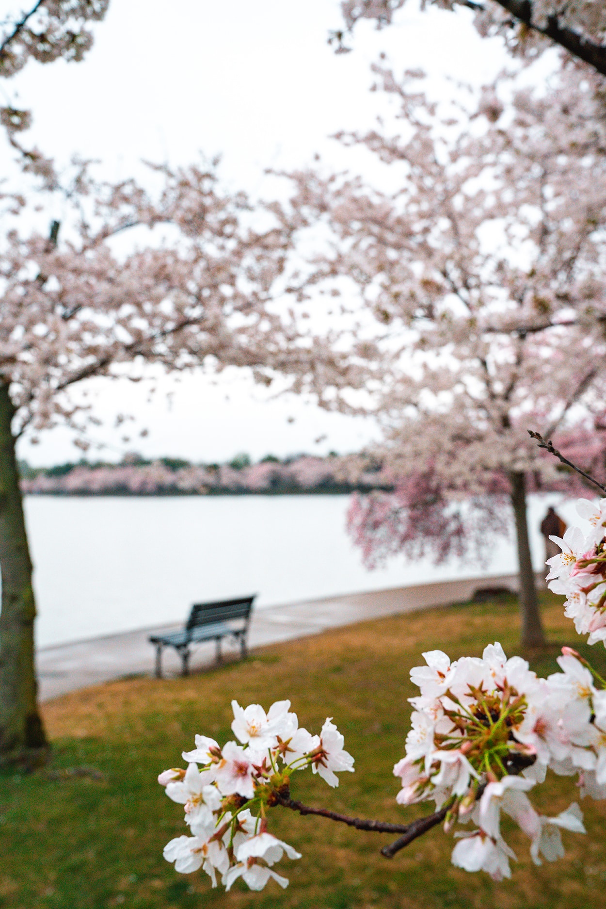 Your Guide to Stunning 2025 Washington DC Cherry Blossoms