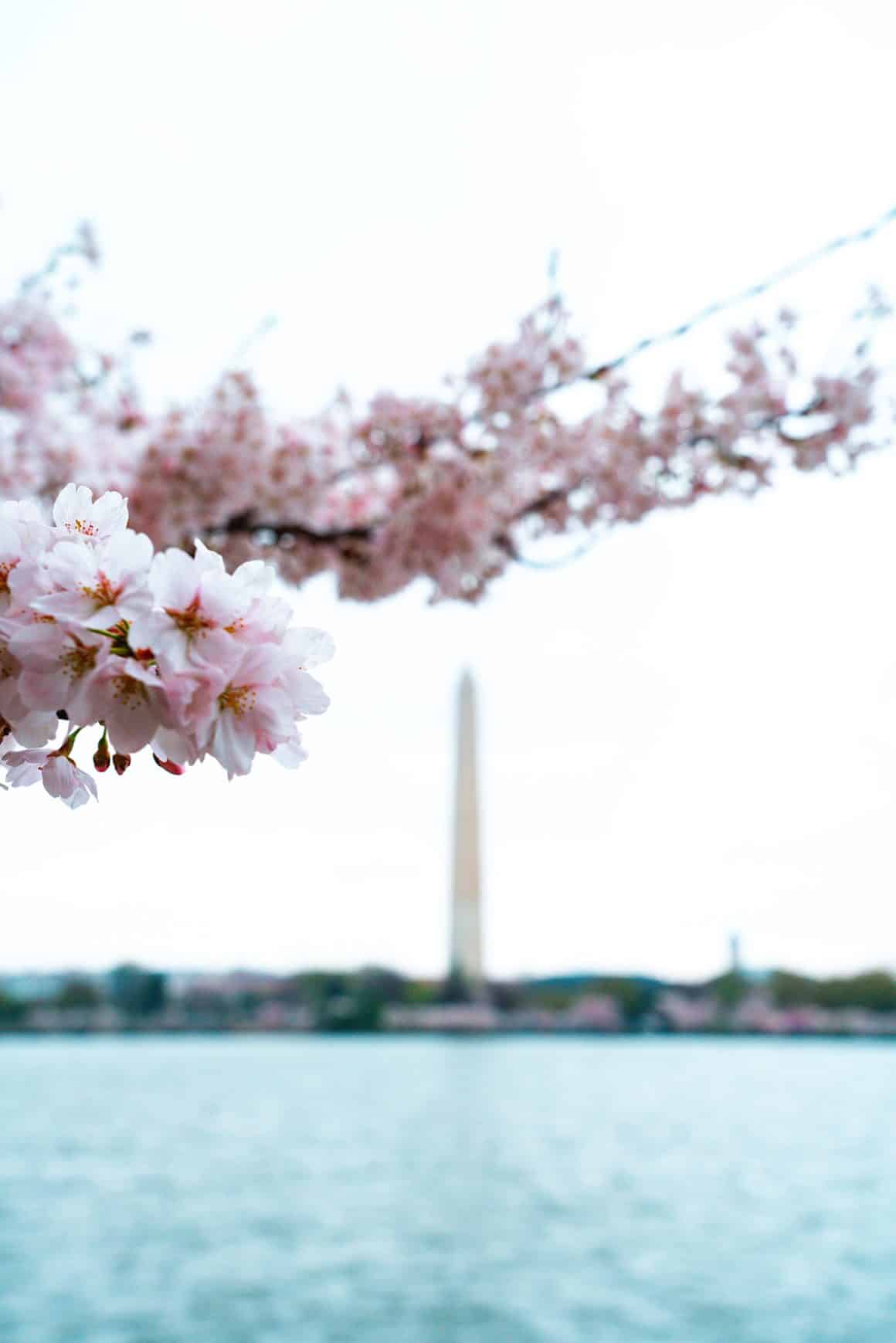 15 Ways to Enjoy the Cherry Blossoms in DC On Rainy Days