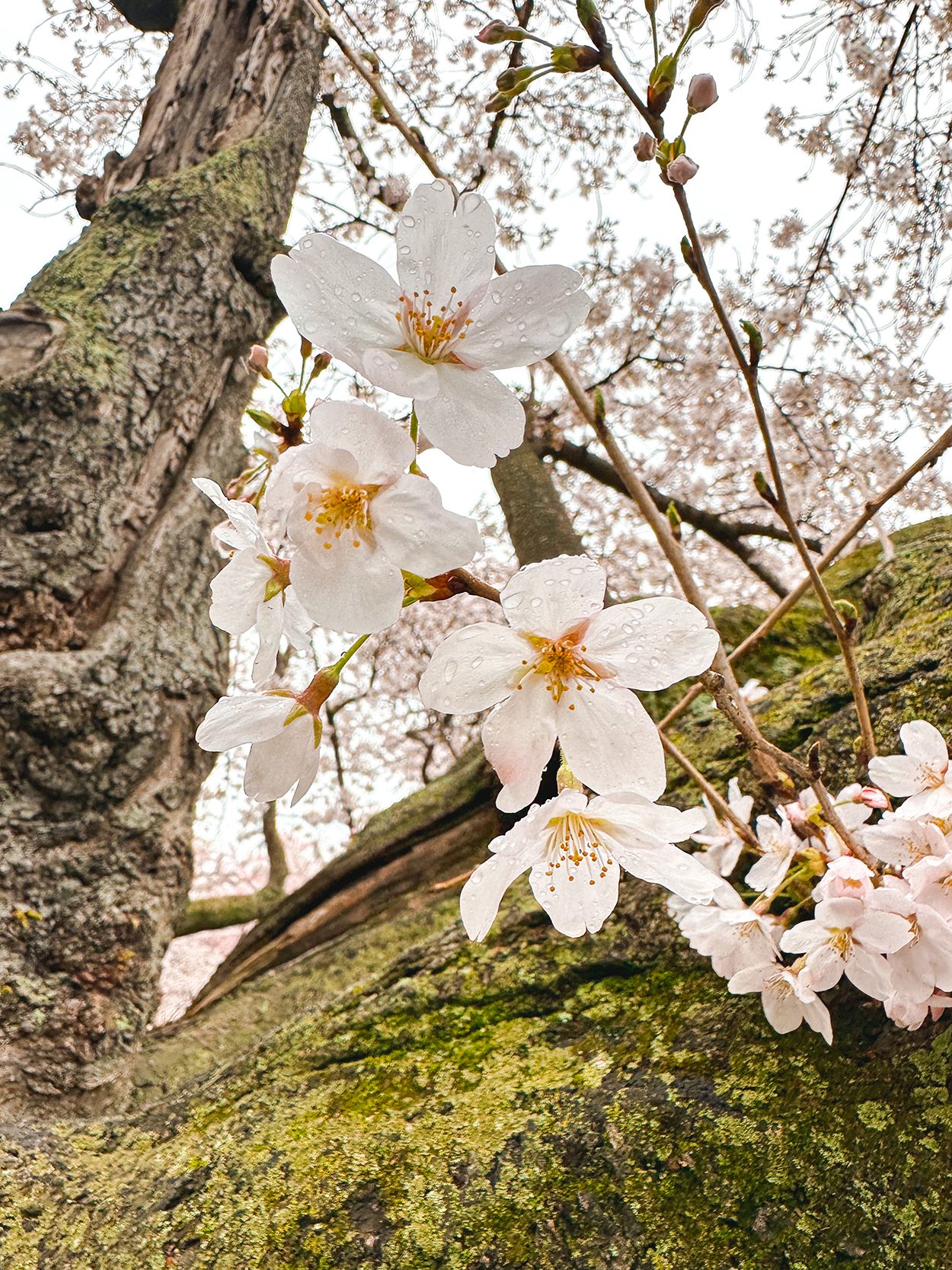 DC Cherry Blossom Camera: Capture Magical Blooms Live!
